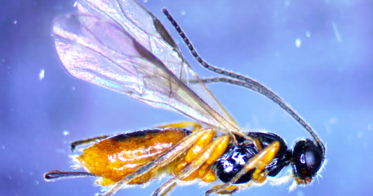 Wheat Stem Sawfly Parasitoid: Bracon cephi