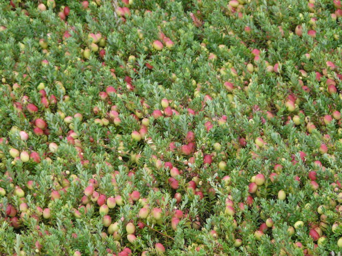 Cranberries: A colorful and nutritious fruit