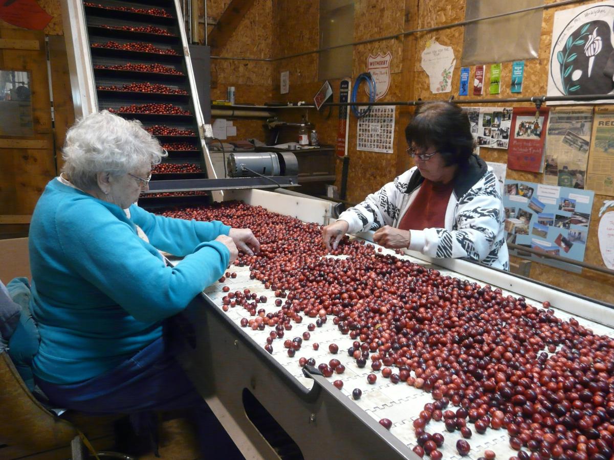 Cranberries: A colorful and nutritious fruit