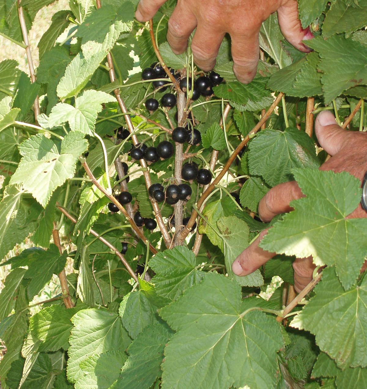 What is This Fruit… And is it Edible?