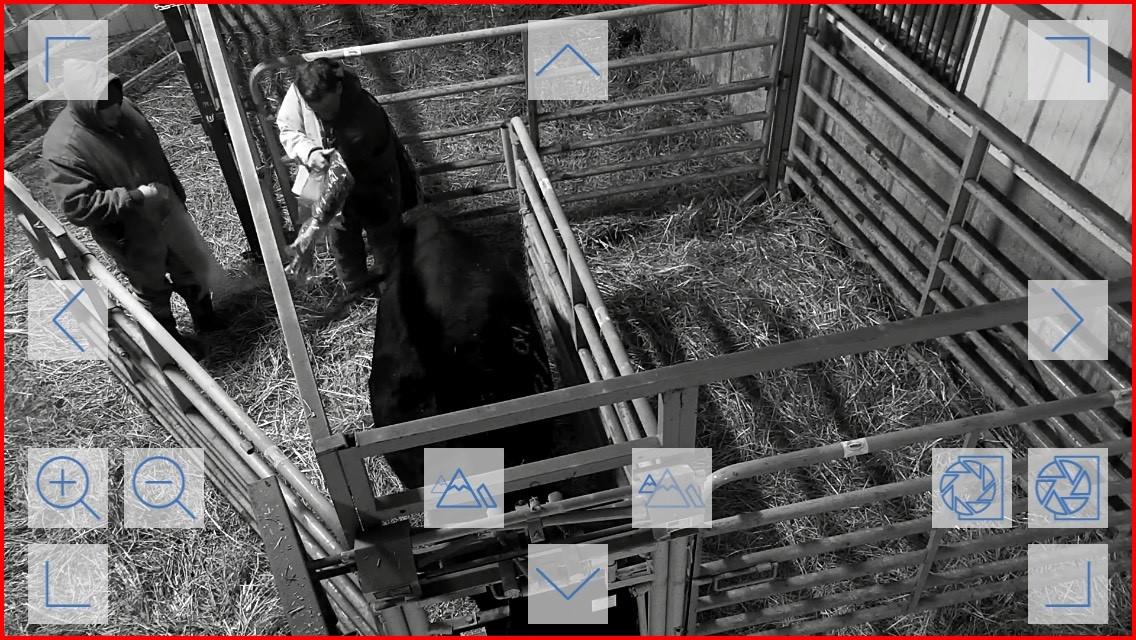 Calving Barn Video Technology: Keeping Cattlemen Warm During Calving Season