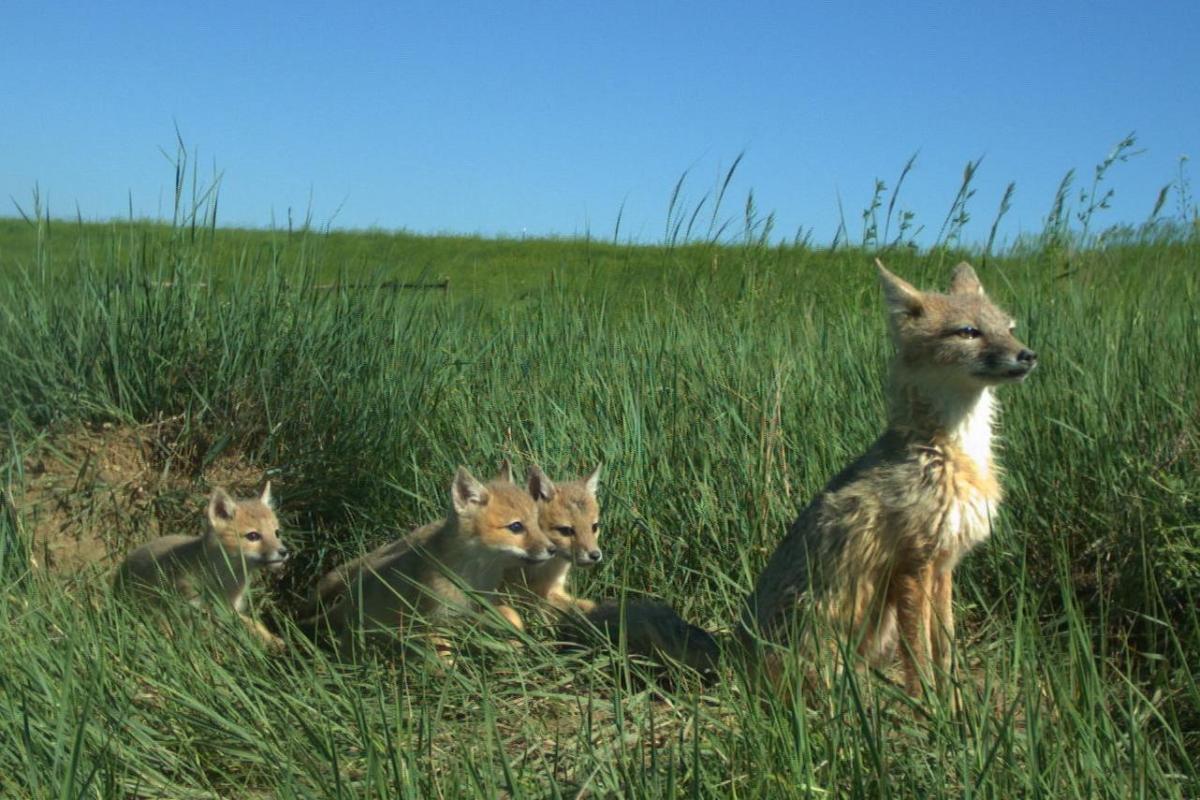 Swift Fox Status on South Dakota’s Grasslands