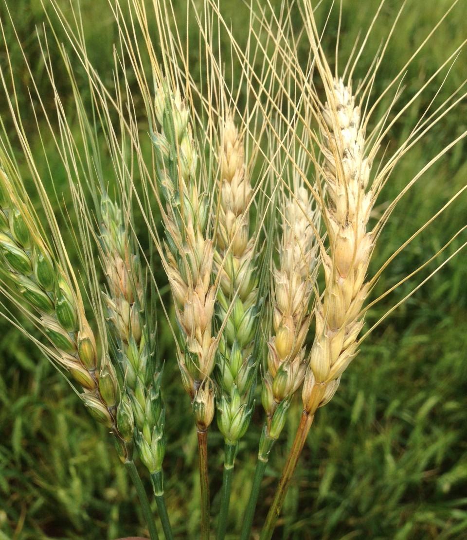 Wheat Stem Maggots Observed in S.D. Wheat