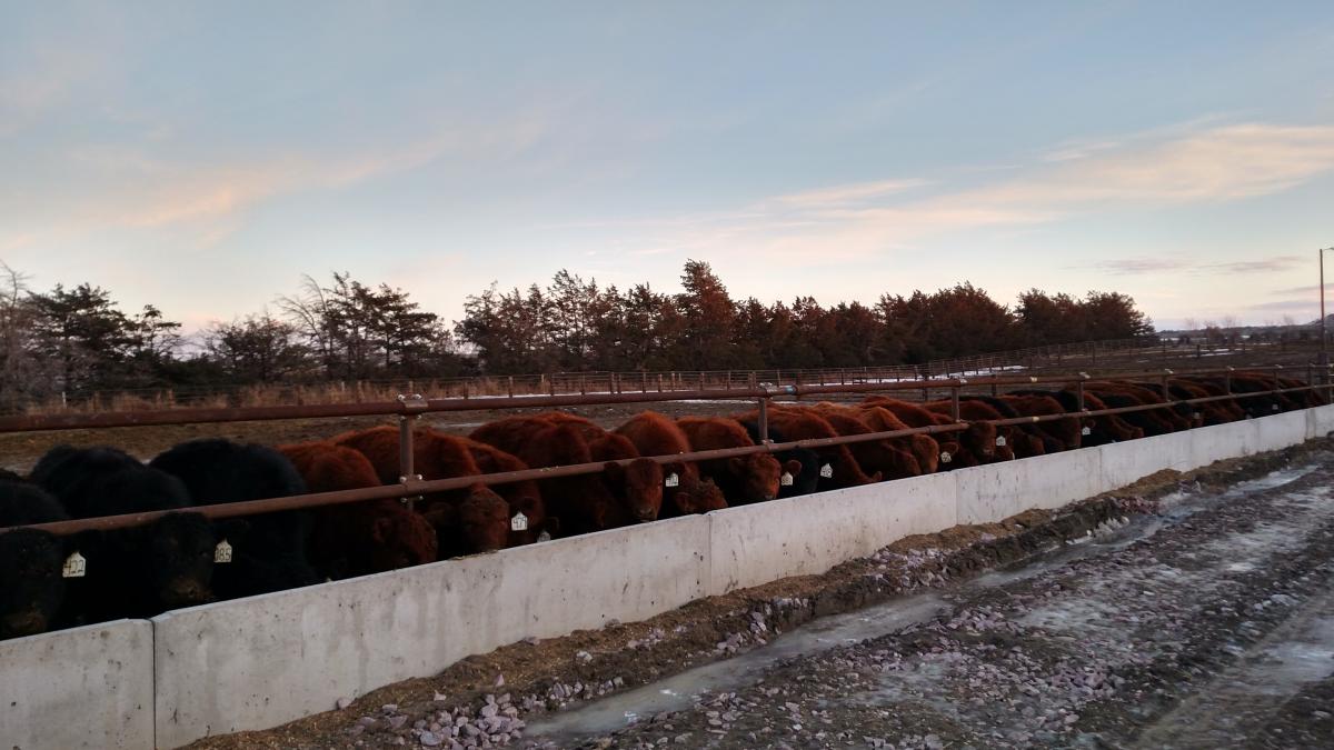 Roughage Use in Finishing Cattle Diets