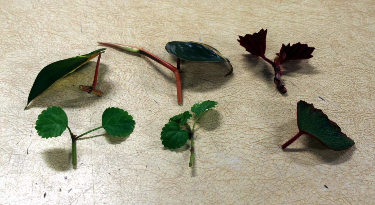 Propagating Houseplants