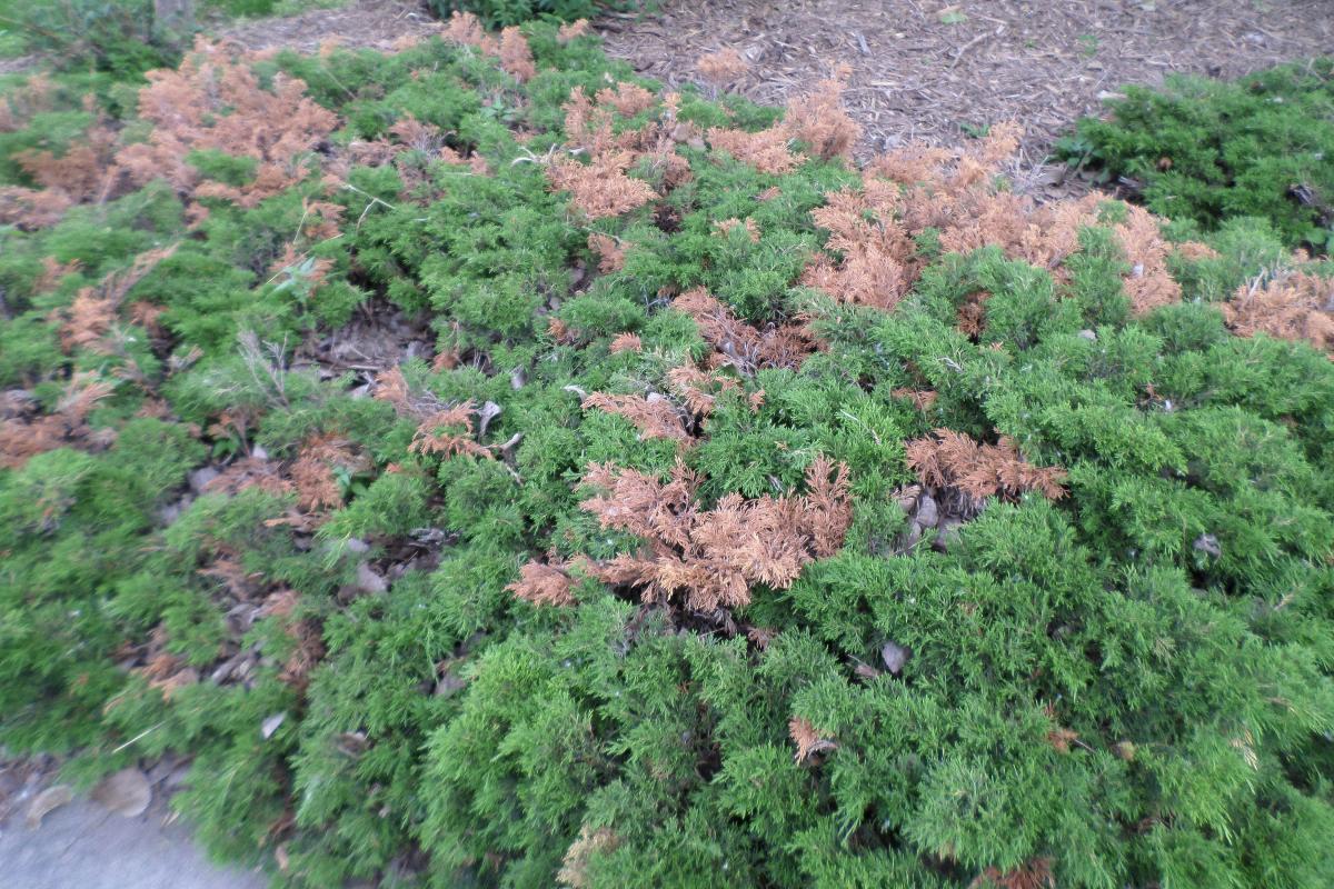 Vole Damage to Junipers & Small Trees