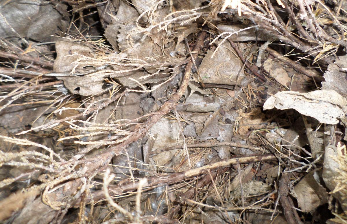 Vole Damage to Junipers & Small Trees