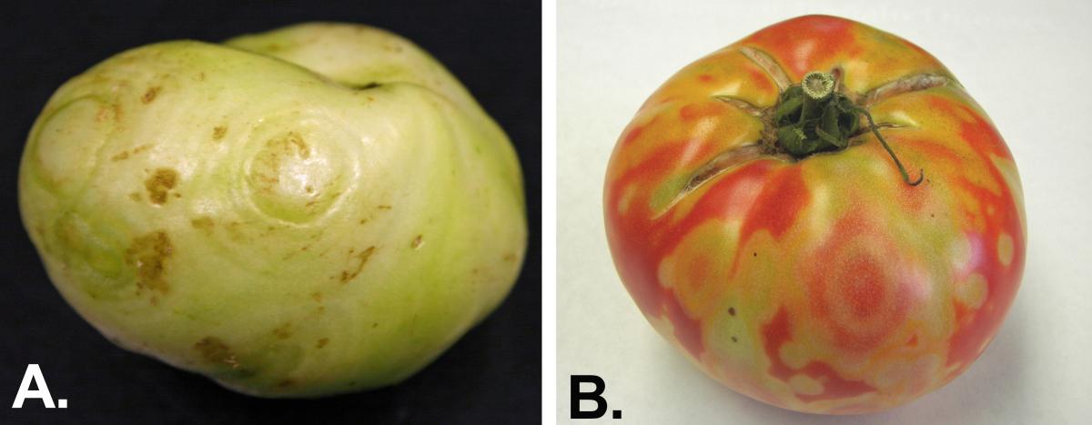 Tomato Spotted Wilt Virus