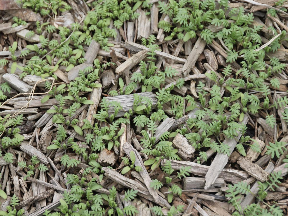 Spring Annual Weeds