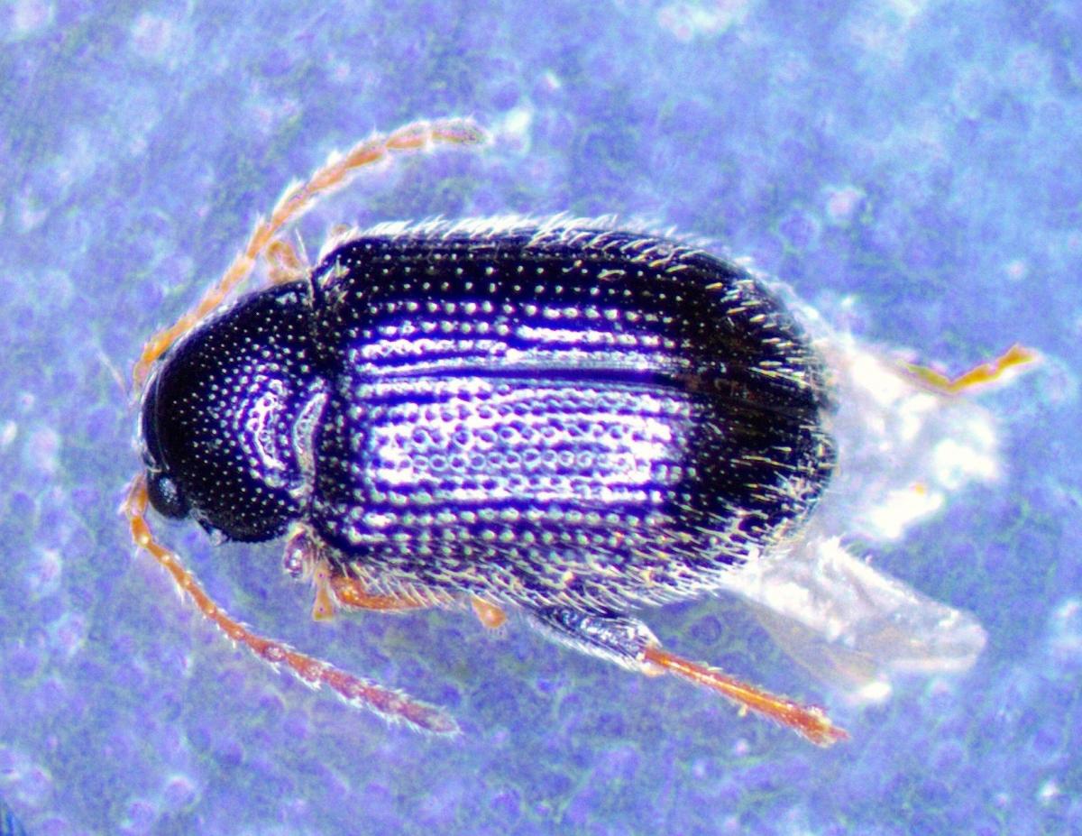 Dealing With Flea Beetles