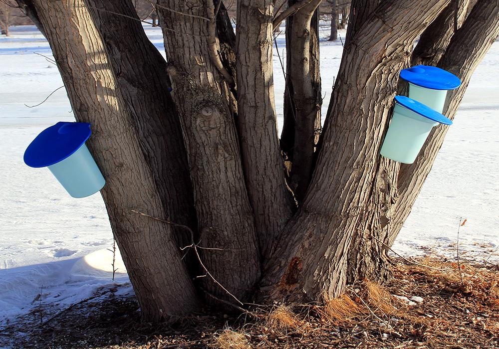 Harvesting Maple Syrup in South Dakota