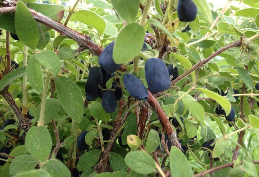 Honeyberries: A New Fruit for Your Garden