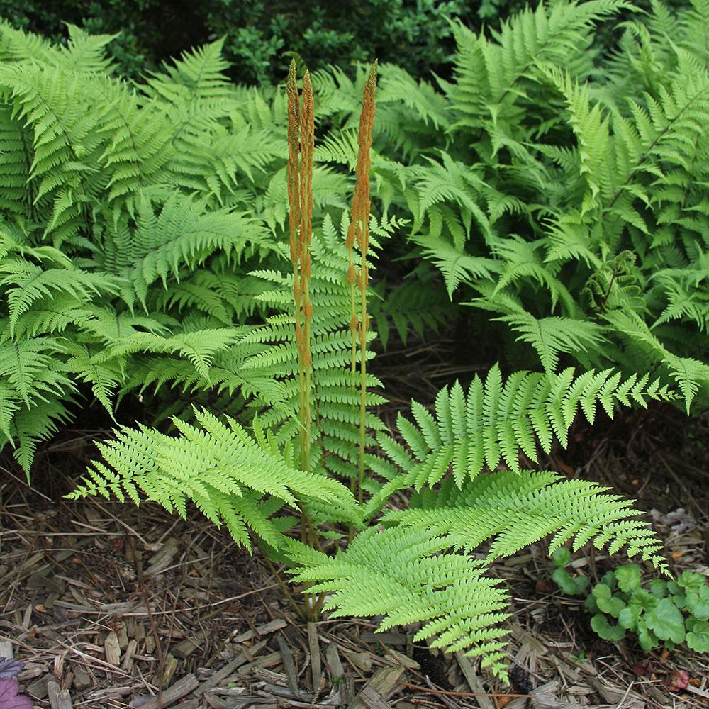 Ferns: A Classic Shade Garden Plant