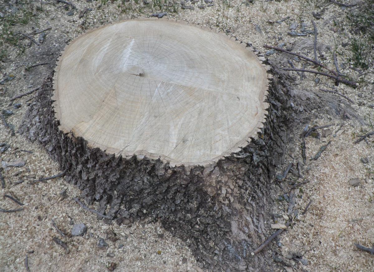 How to Remove a Stump