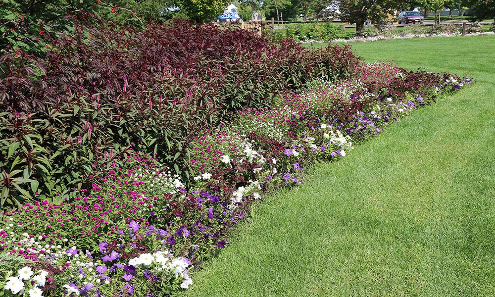 Perennial Ground Covers for Sunny Gardens