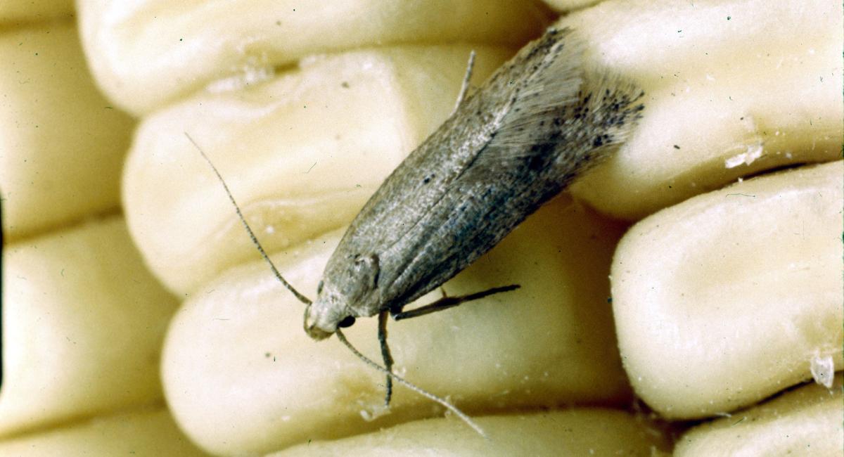 Steps to Prevent Stored Grain Infestations