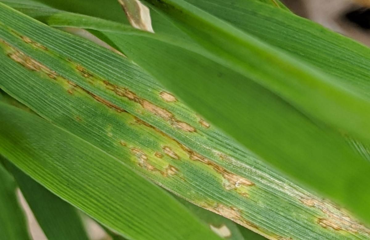 Bacterial Leaf Blight Developing in Winter Wheat Bacterial Leaf Blight Developing in Winter Wheat