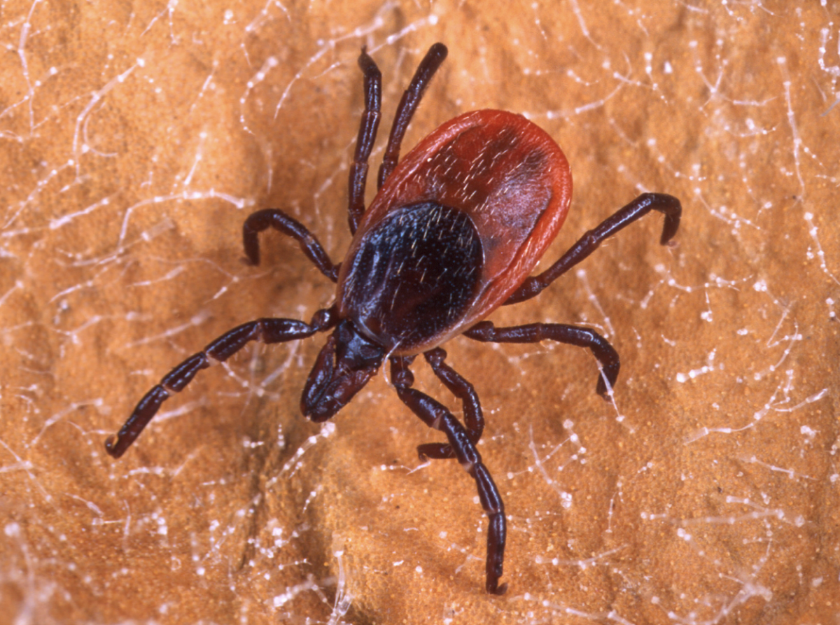 Protecting Yourself From Ticks