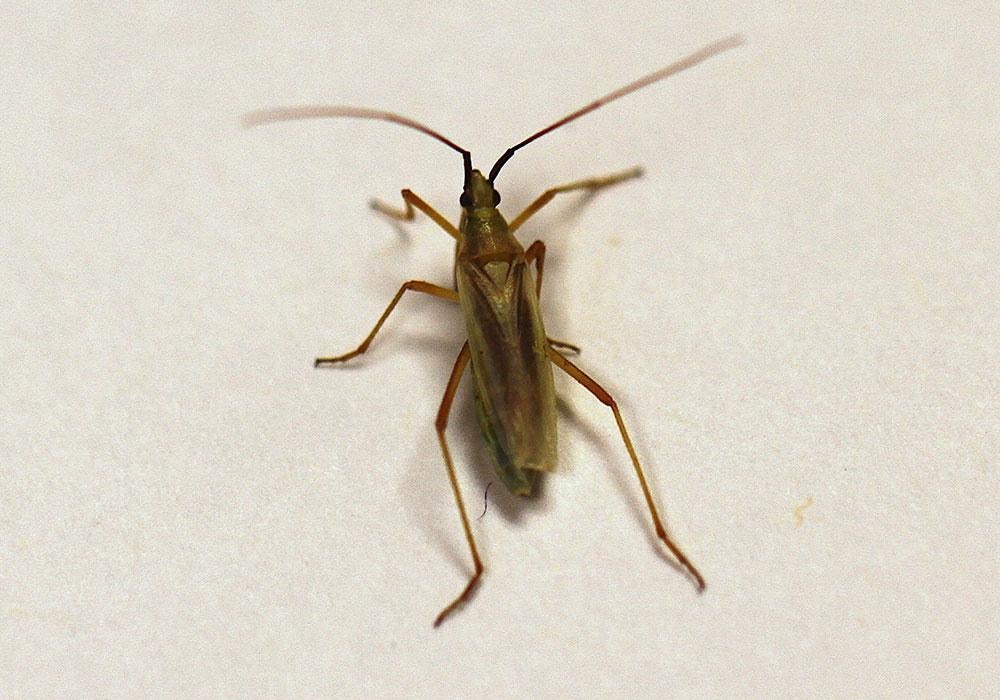 Plant Bugs Showing Up in Alfalfa Fields