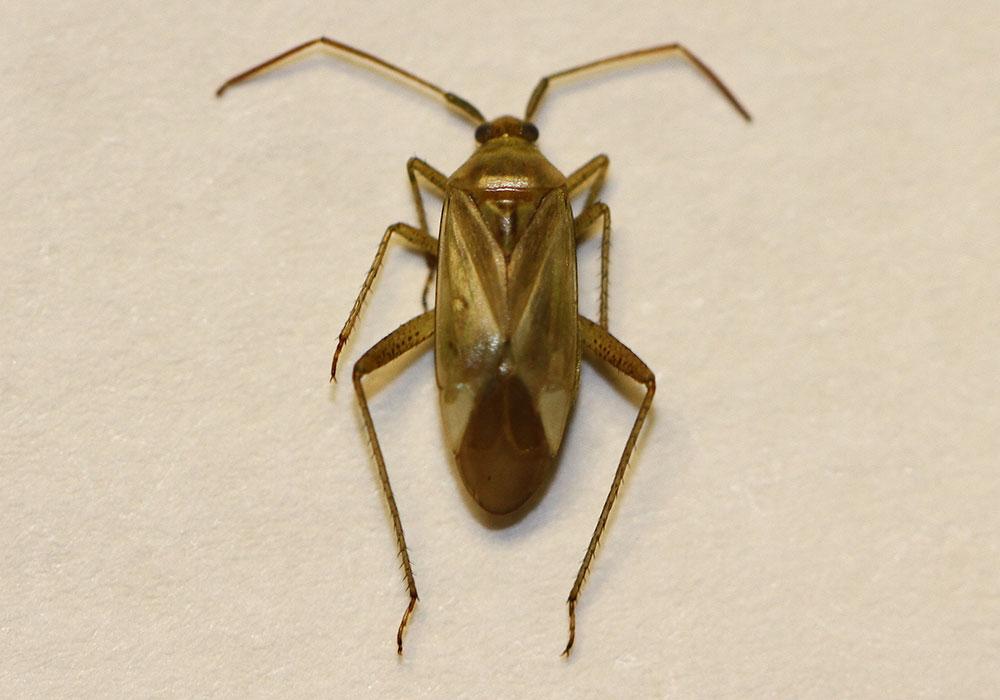 Plant Bugs Showing Up in Alfalfa Fields