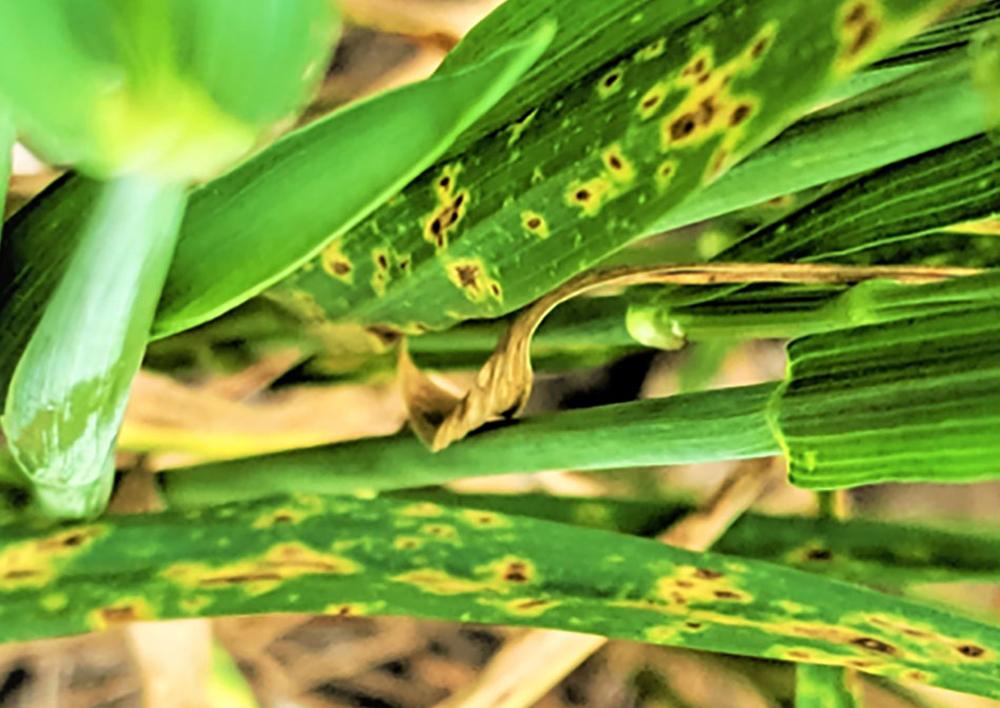 Winter Wheat Disease Update: Leaf Diseases and FHB on the Increase