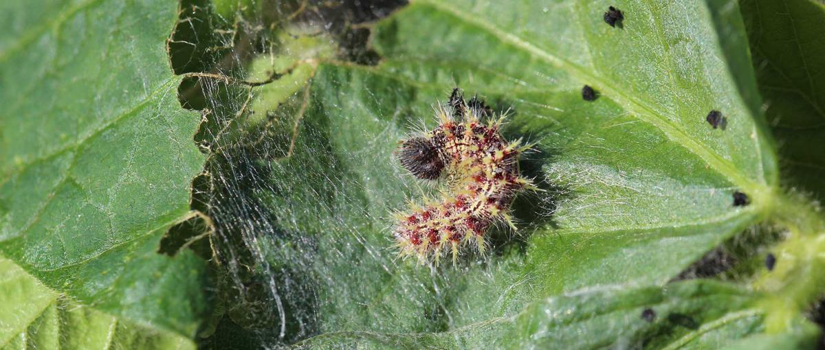 Monitor Soybean for Defoliating Insects