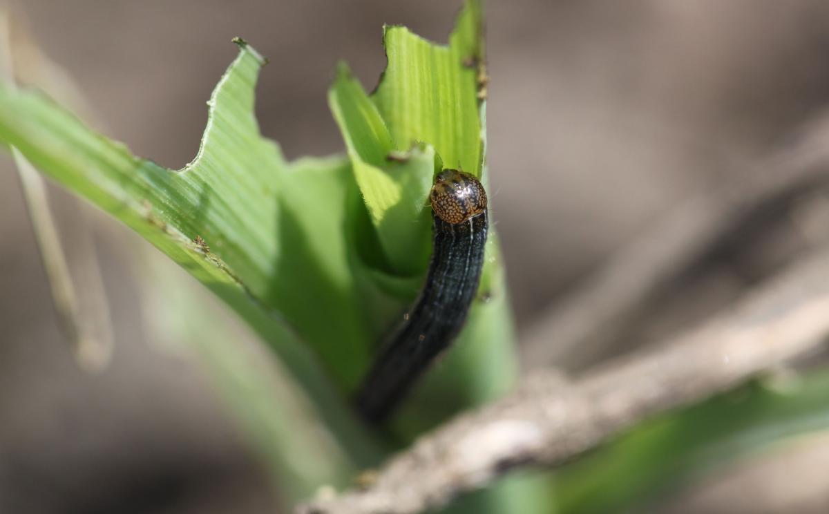 Watch for True Armyworms in Wheat