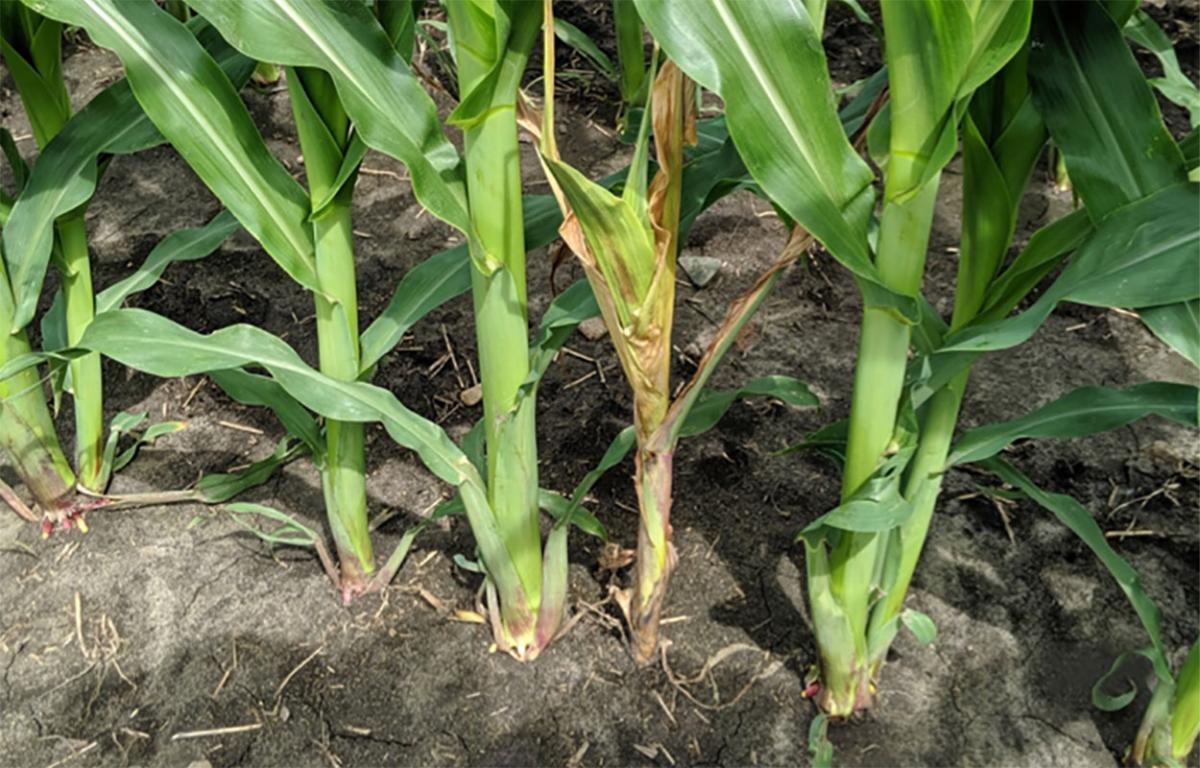Fusarium Root And Crown Rot Developing In Corn