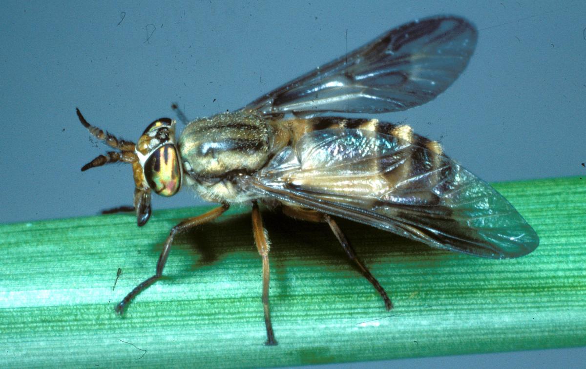 Horse Flies and Deer Flies Becoming Abundant