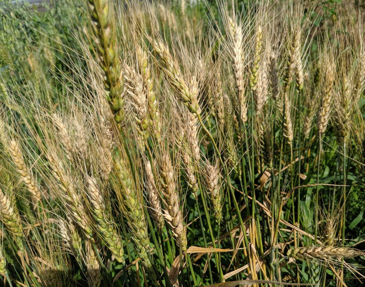 Assess Your Fields for Ergot and Fusarium Head Blight Before Harvest