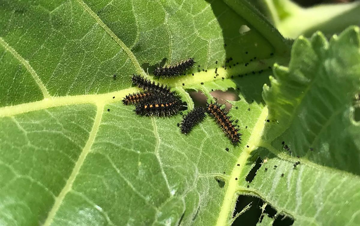 Checkerspot Caterpillars in Sunflower