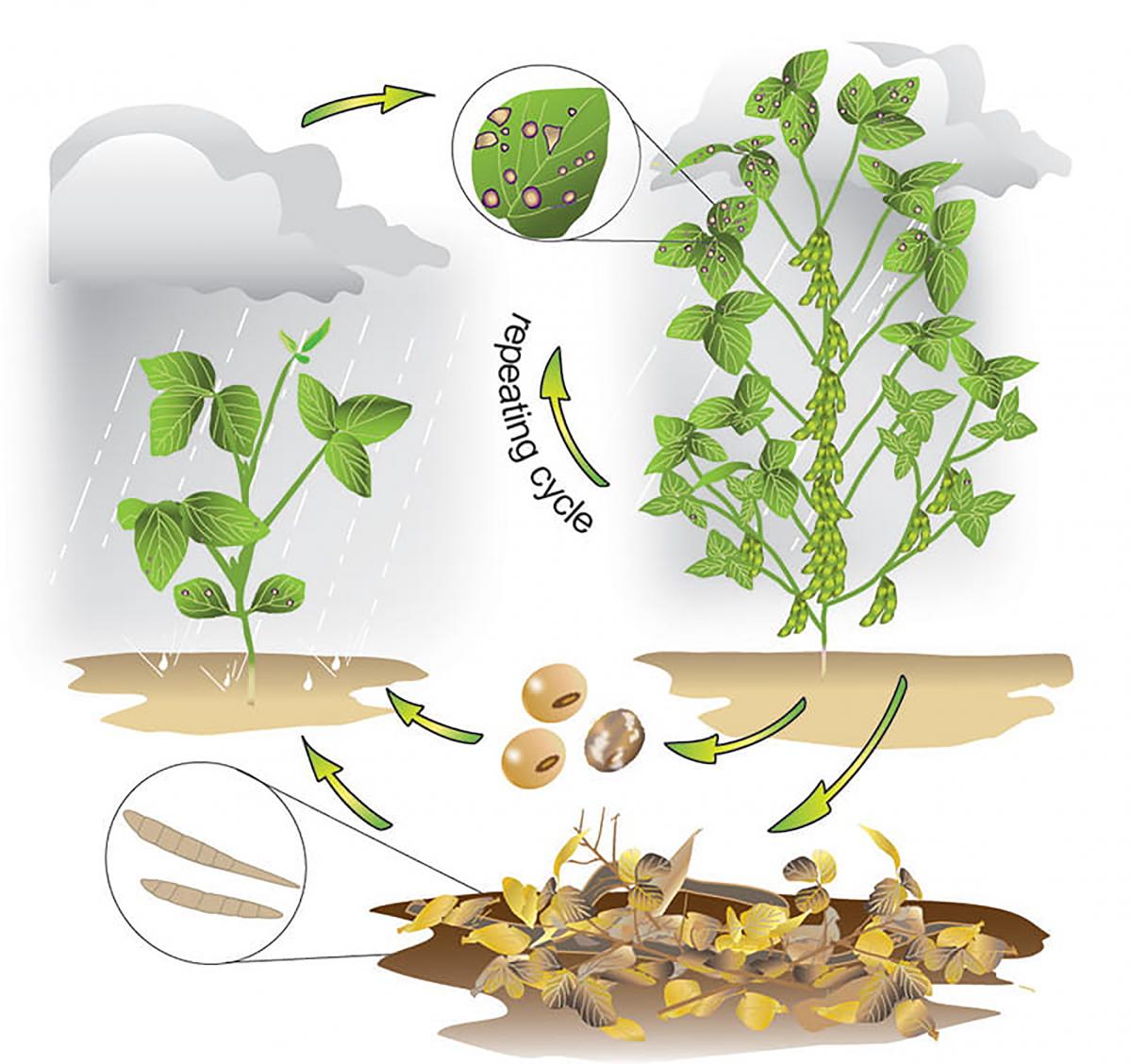 Frogeye Leaf Spot Developing in Soybeans
