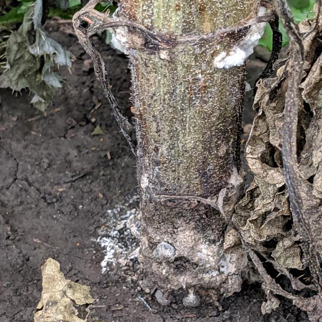 Bacterial Stem Rot, Sclerotinia Basal Rot and Sunflower Rust Developing ...