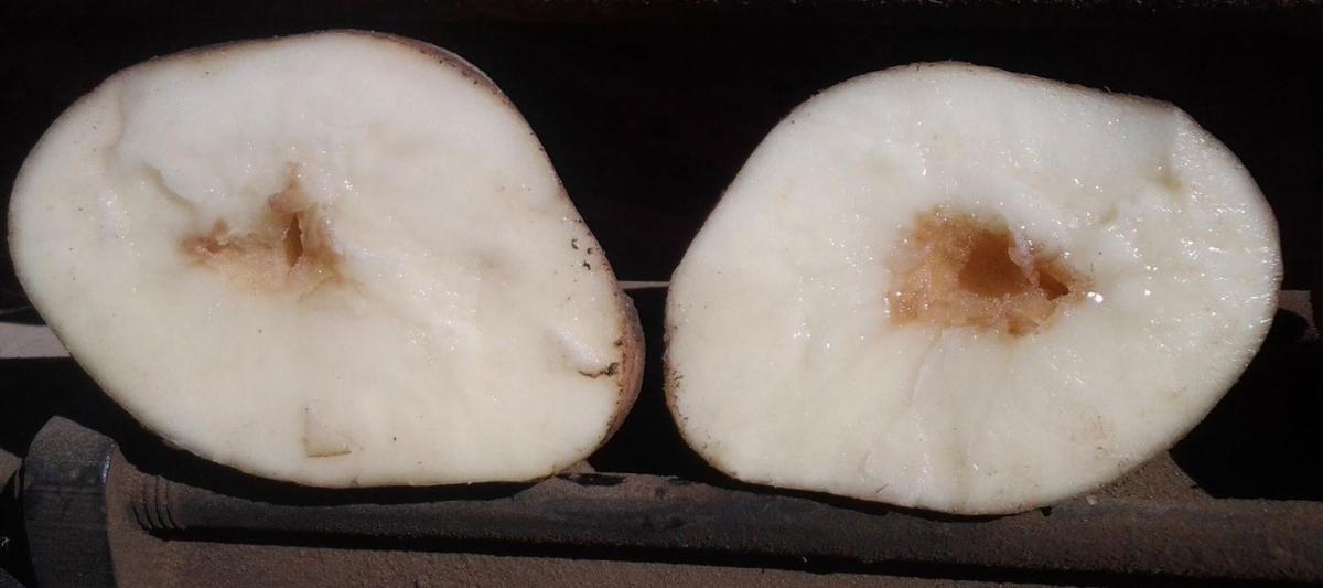 What’s Wrong With My Potato?