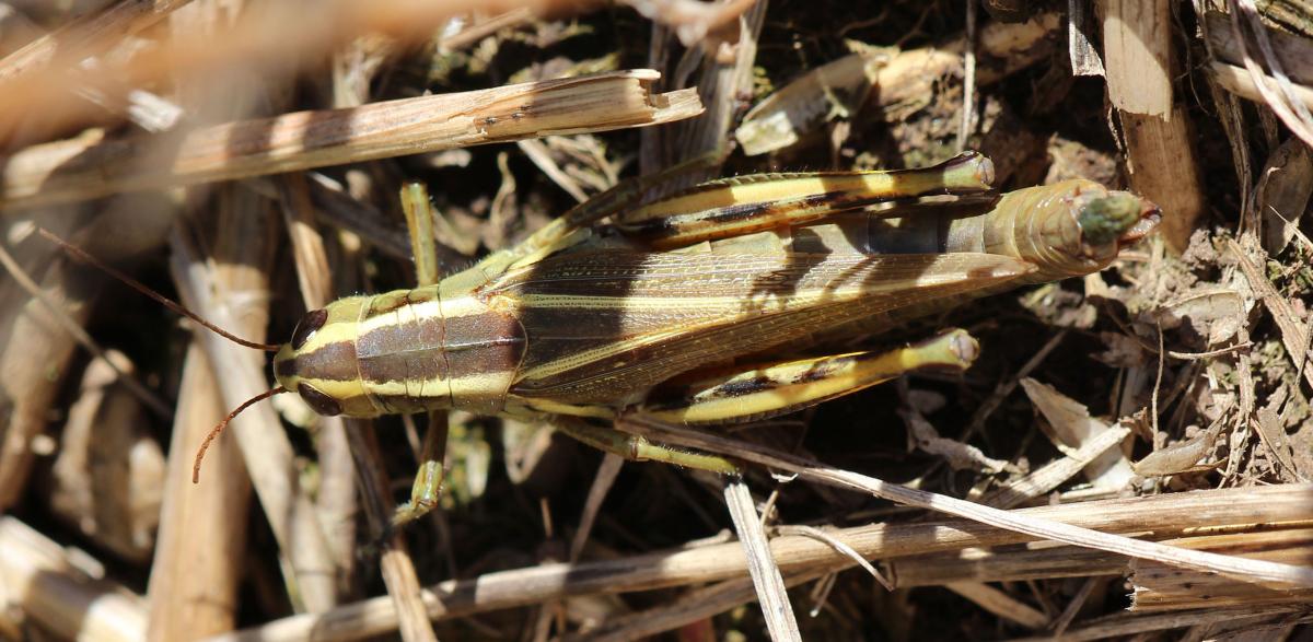 Should I Be Concerned About Grasshoppers When Planting Winter Wheat?