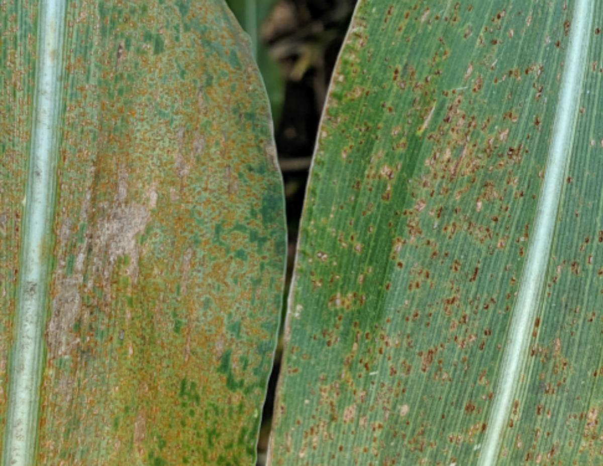 Southern Rust Developing Late in Corn