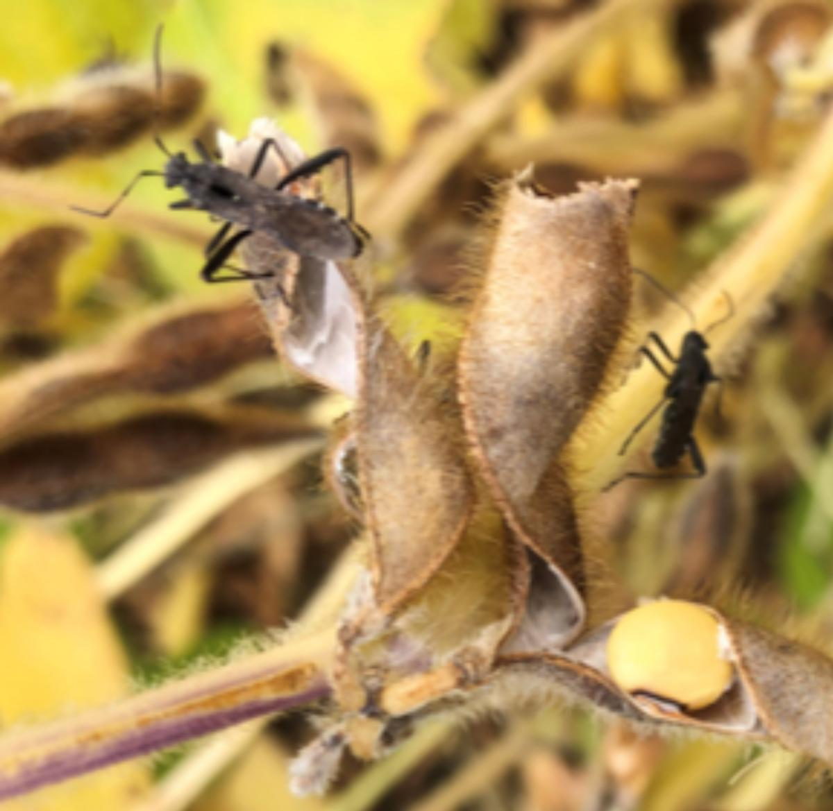 Broad-Headed Bugs in Soybean: Should You Be Worried?