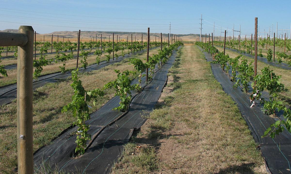 Grape Production Resources