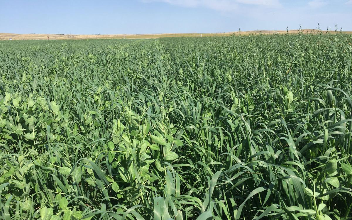 Peas Offer Options in 2020