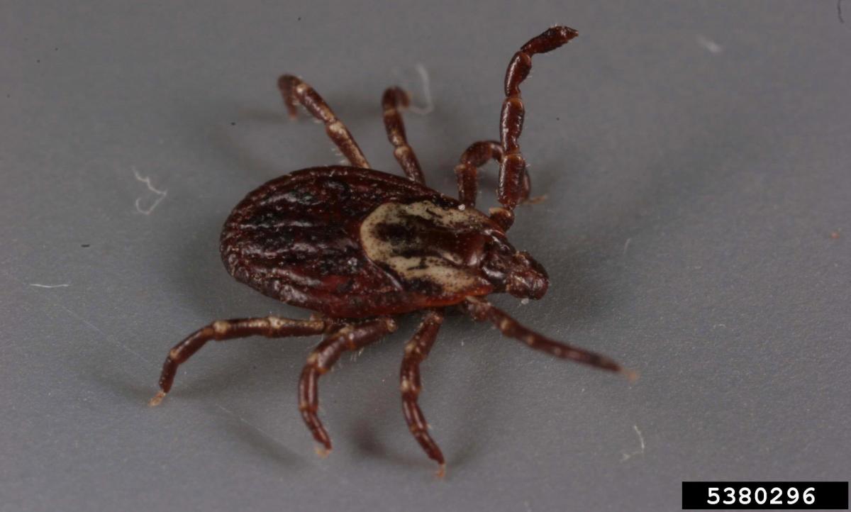 Ticks Becoming Active in South Dakota