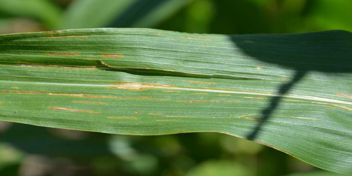 Southern Rust, Bacterial Leaf Streak, and Eyespot Are Developing in Corn