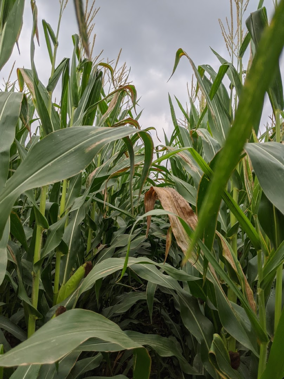 Goss’s Bacterial Wilt and Blight Developing