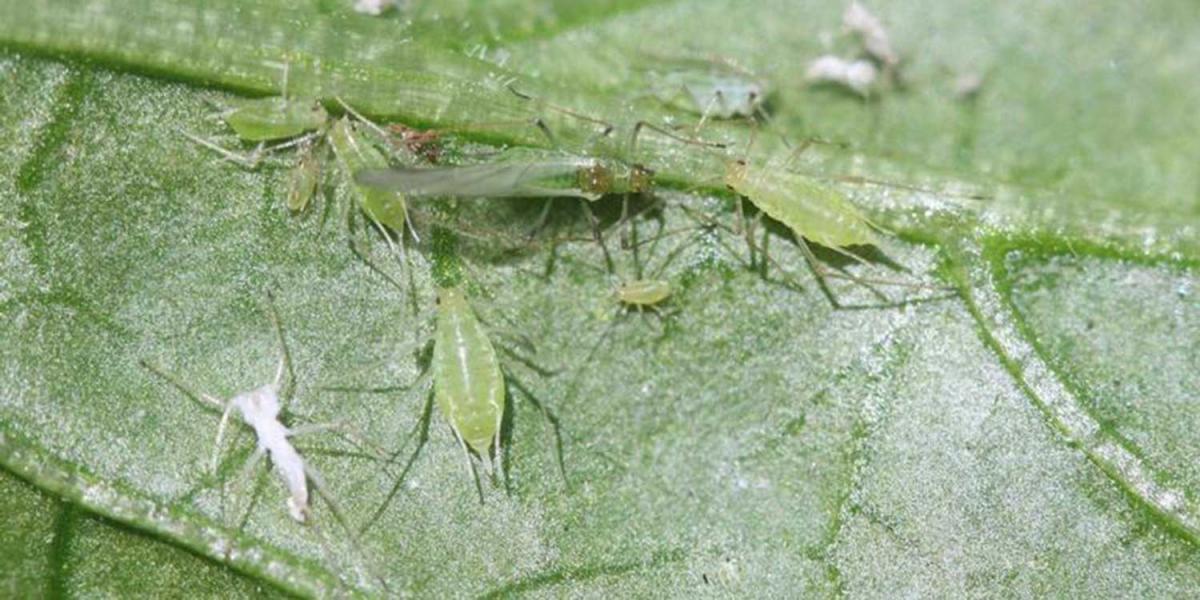 Are Your Pepper Plants Covered With Aphids?