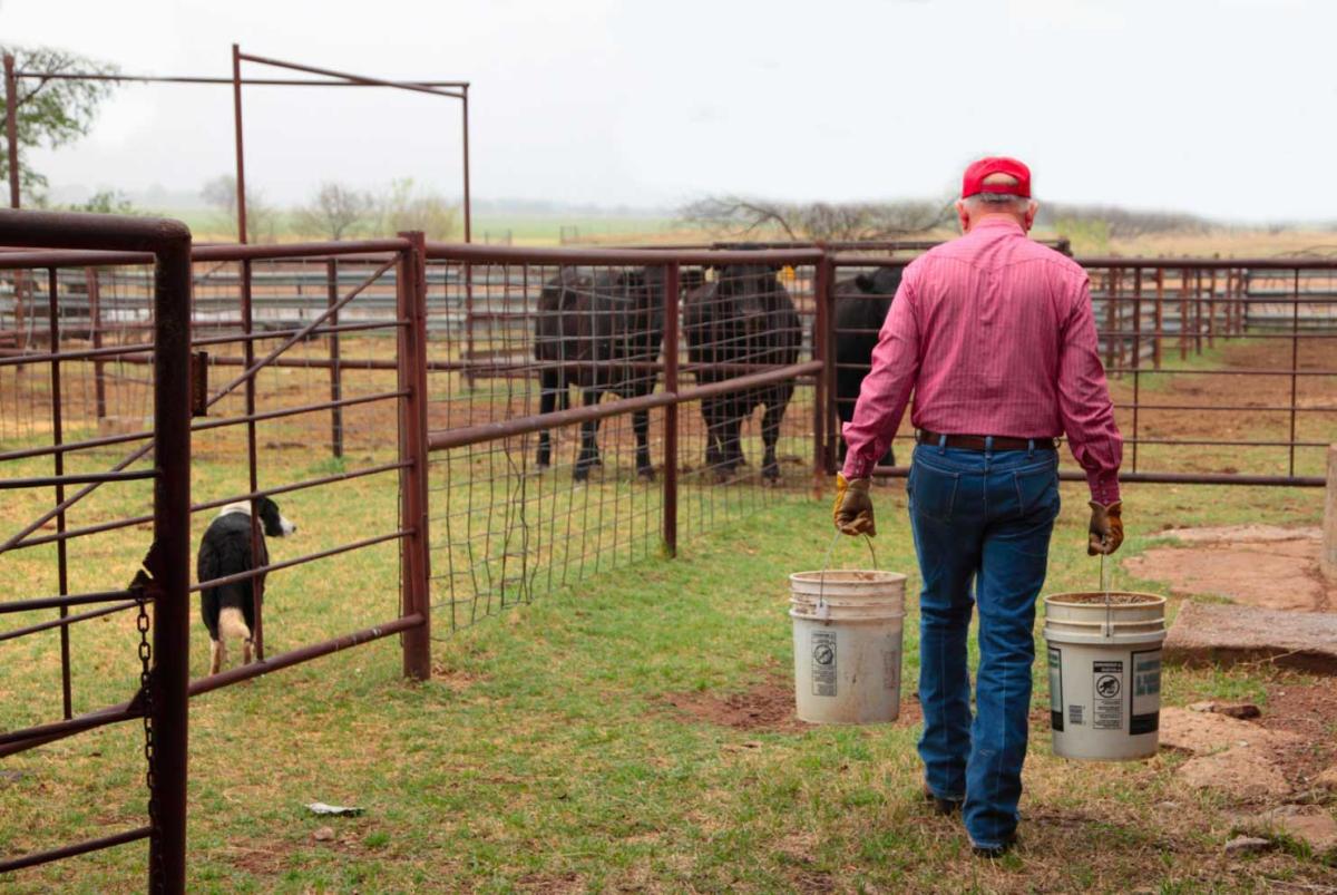 Healthy Guts Make Healthy Cattle