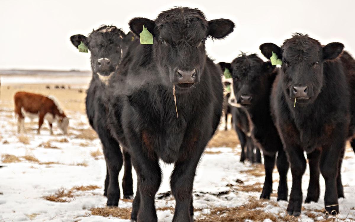 Meeting Cow Requirements While Winter Grazing