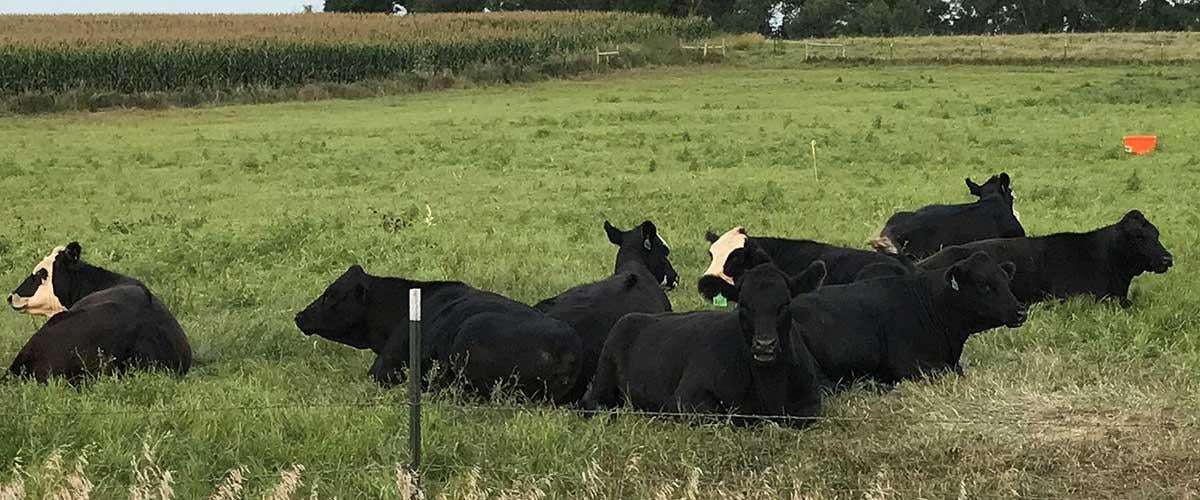 Plan Now to Control Weeds With Grazing Next Season
