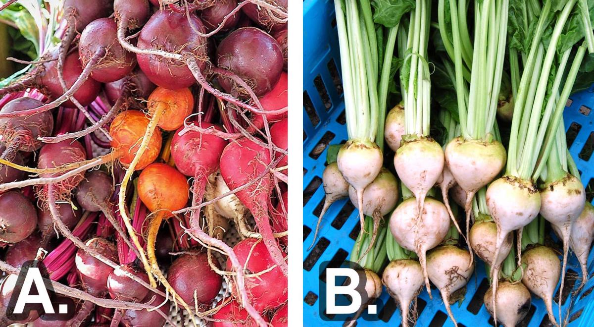 Beets: How to Grow It