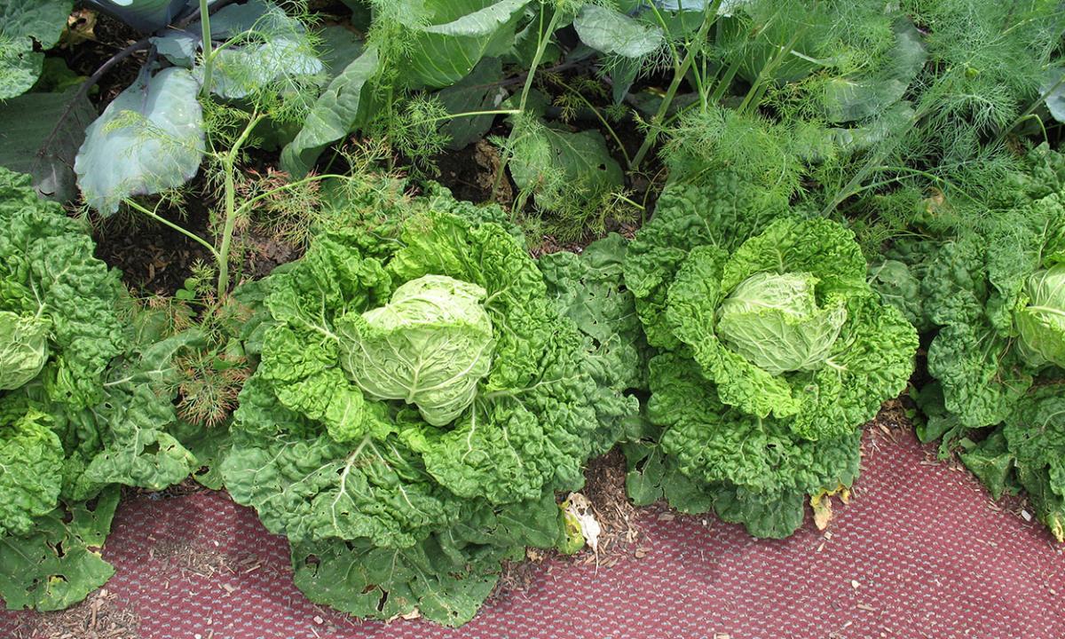 Cabbage: How to Grow It
