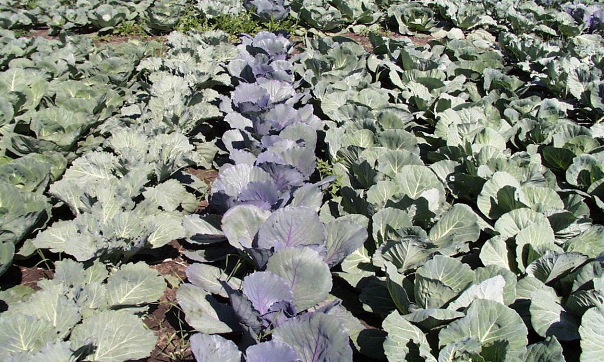 Cabbage: How to Grow It