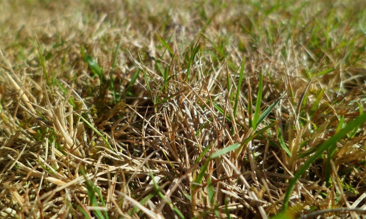 Lawn Care During a Drought